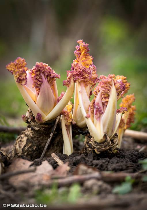 Le chou marin - Kasteel Hex