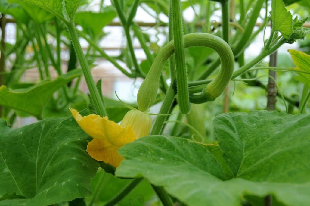 Cucurbita mochata - Kasteel Hex